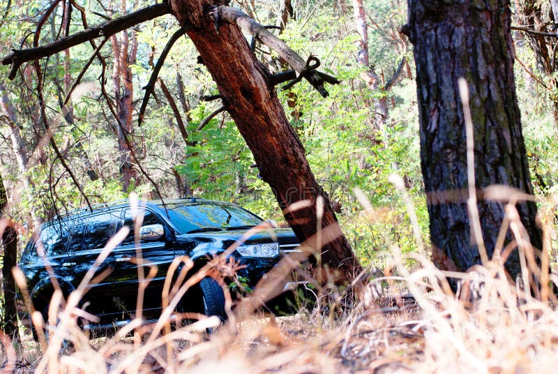 Fallen Tree on the Way a Big Black Car in the Woods Stock Image - Image ...