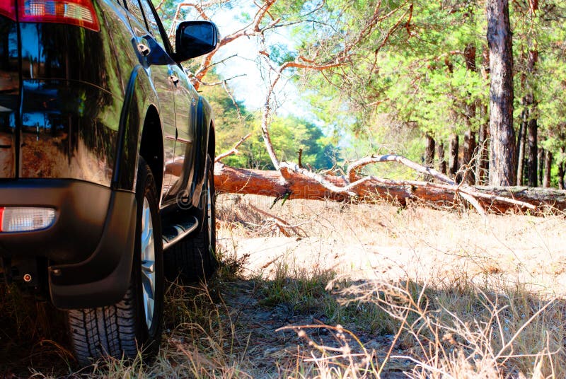 Fallen Tree on the Way a Big Black Car in the Woods Stock Image - Image ...