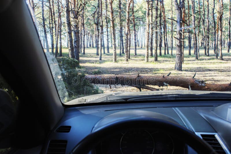 Fallen Tree on the Way a Big Black Car in the Woods Stock Image - Image ...