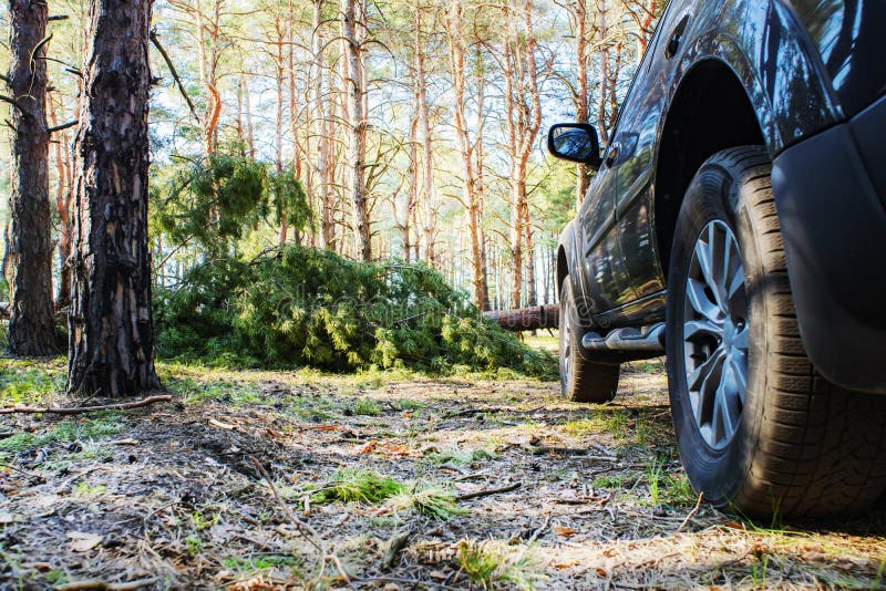 Fallen Tree on the Way a Big Black Car in the Woods Stock Photo - Image ...