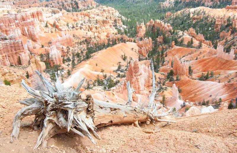 Fallen Tree stock image. Image of decay, environment - 41787789