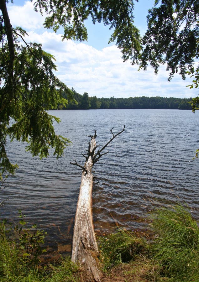 Fallen Tree in Wilderness Lake Stock Photo - Image of clouds, remote ...