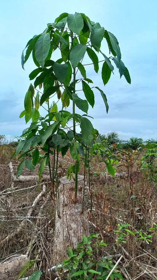 A Fallen Tree Will Sprout New Shoots Stock Image - Image of sprout ...