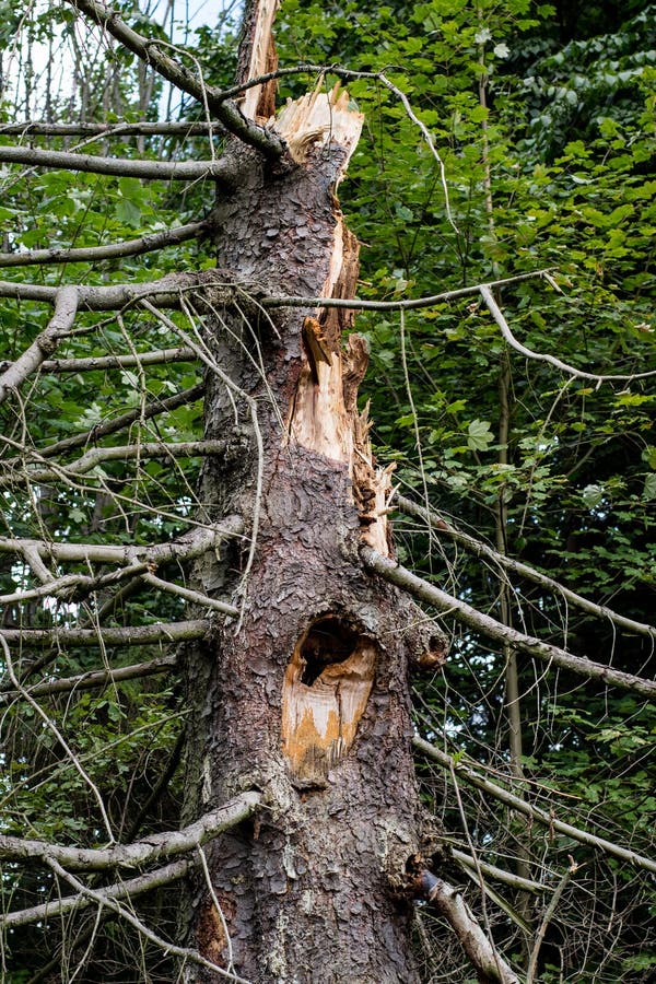 A Fallen Tree by the Wind. a Huge Spruce after a Gale in the for Stock ...