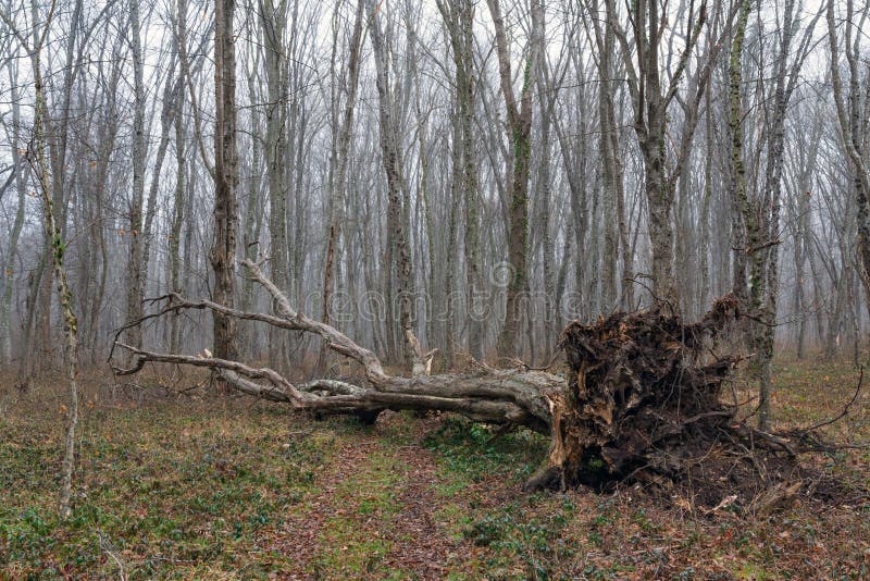 Fallen Tree in Winter Bare Forest Stock Photo - Image of idyllic ...