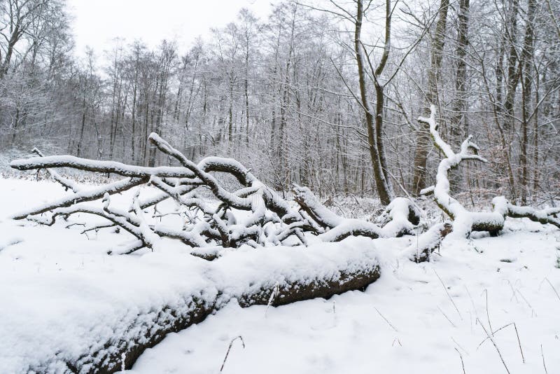 Winter Forest With Fallen Tree Stock Photo - Image of belgium ...