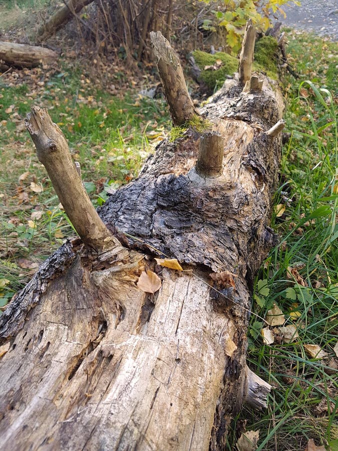 1,038 Musk Wood Stock Photos - Free & Royalty-Free Stock Photos from ...