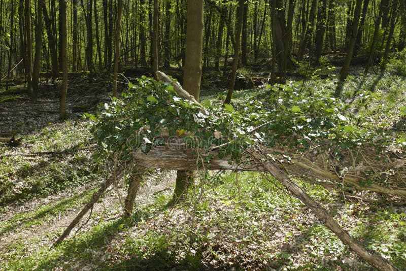 Fallen Tree in the Wood, with Posts Supported and from Ivy Overgrows ...