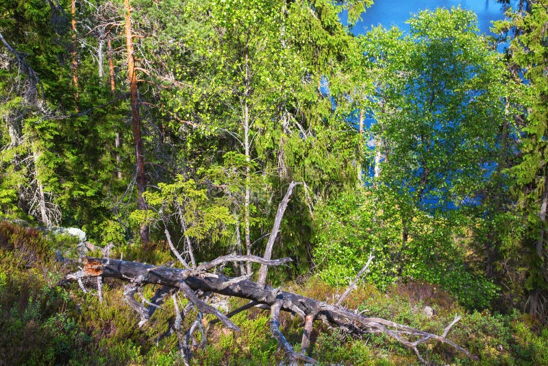 Fallen tree stock photo. Image of country, branches, twig - 39884076