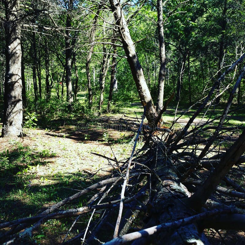 Fallen Tree stock photo. Image of tree, leaves, fallen - 74880588