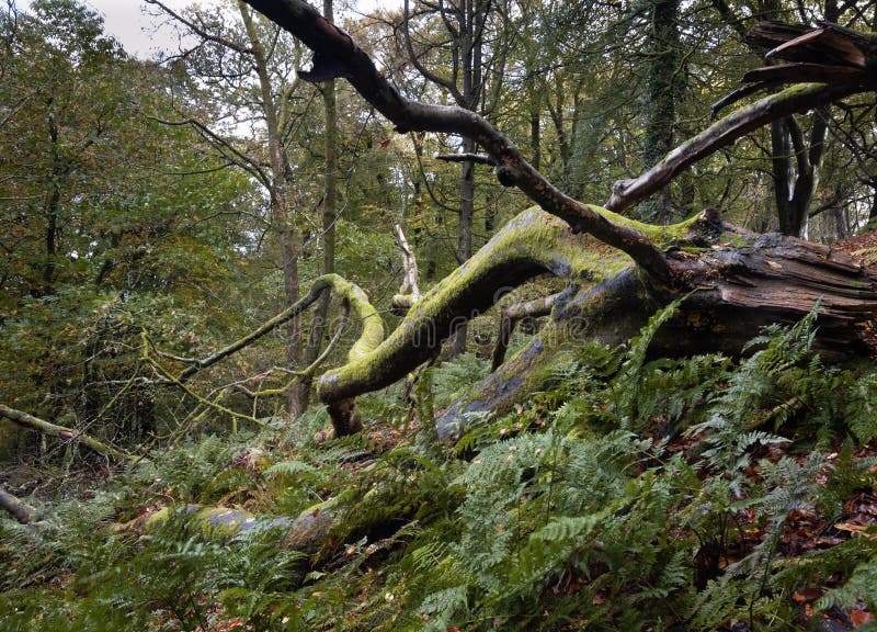The Fallen Tree in the Woods Dieing Stock Image - Image of branch ...