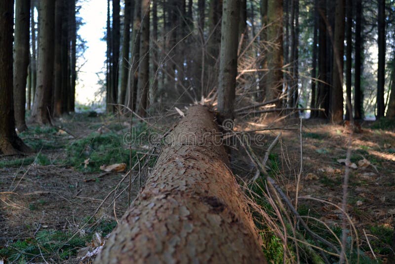 Fallen Tree in Woods/Forest with Branches Coming Off Stock Photo ...
