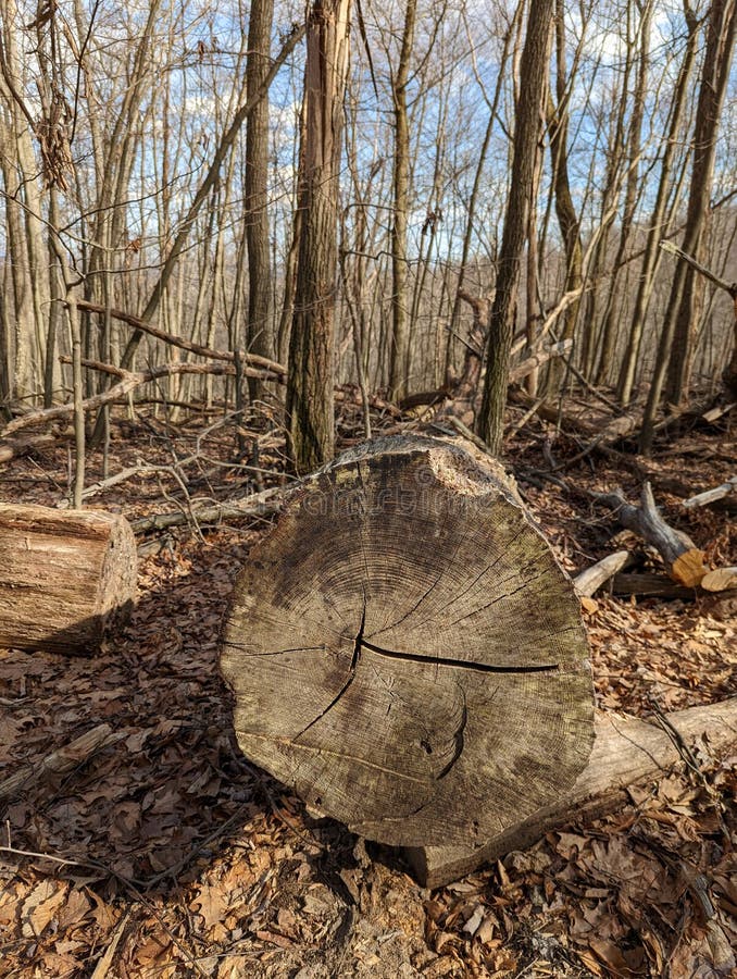 Fallen Tree in Woods Stump Nature Stock Photo - Image of leaf, woodland ...