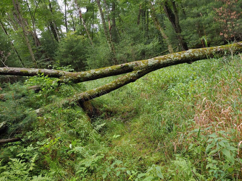 Fallen Tree in Woods & X28;Wisconsin Wildlife South& X29; Stock Image ...