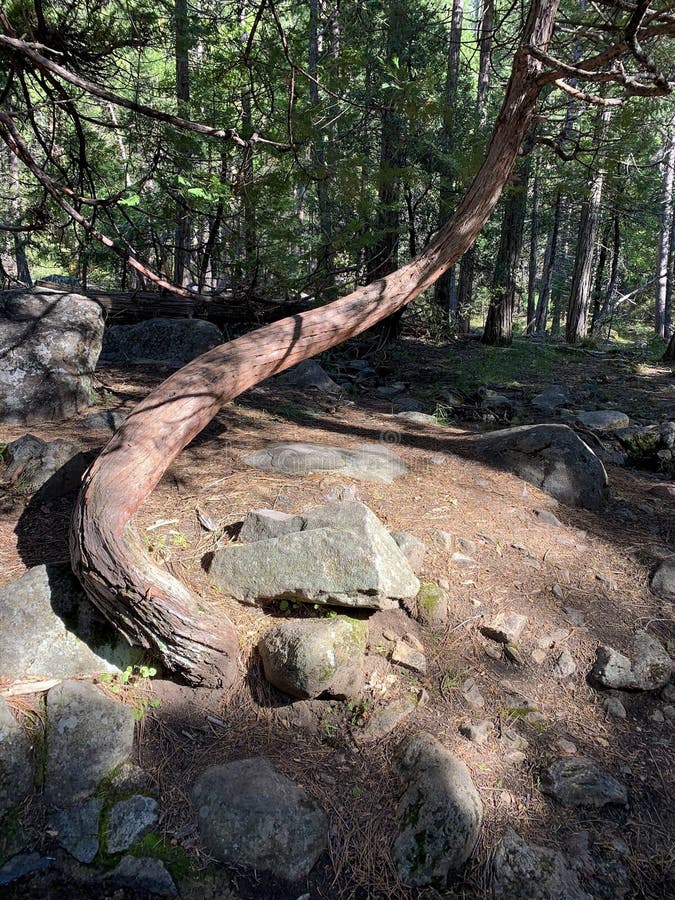 Fallen Tree in Yosemite stock image. Image of point - 150281953