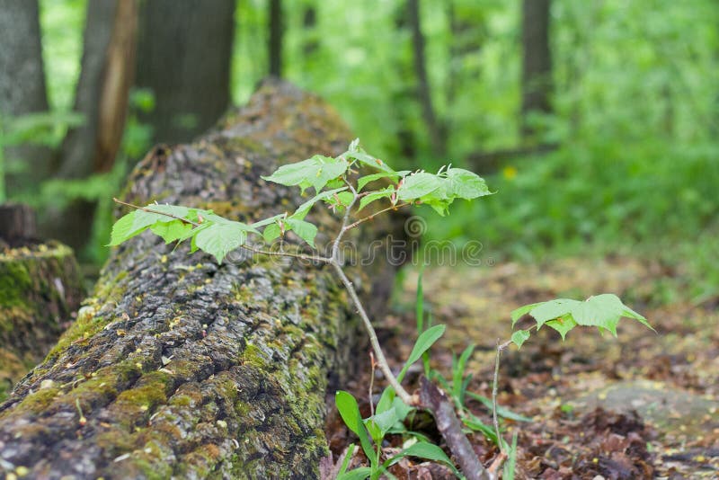 Fallen Tree with Young Trees in the Forest. Stock Image - Image of ...