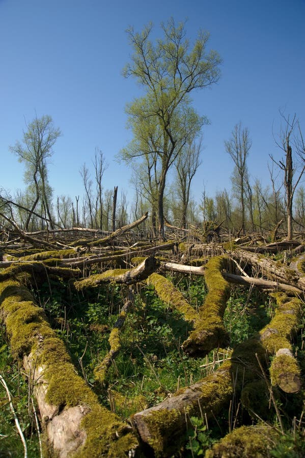 Fallen trees stock photo. Image of outside, forest, bush - 14392644