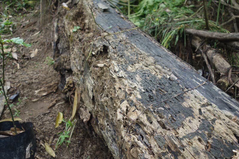 The fallen trees stock image. Image of plant, woodland - 235618507