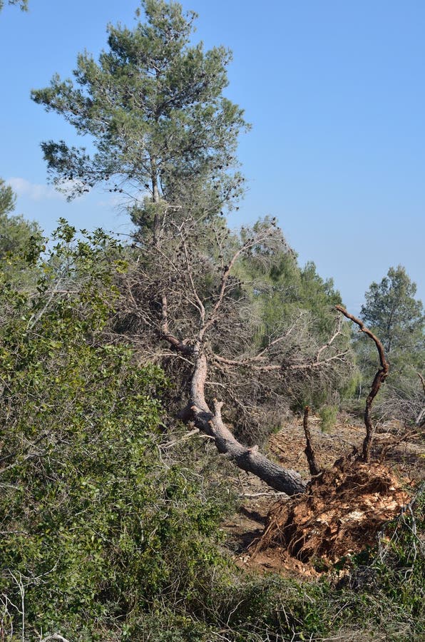 Fallen trees stock image. Image of obstacle, green, ojcow - 29141153