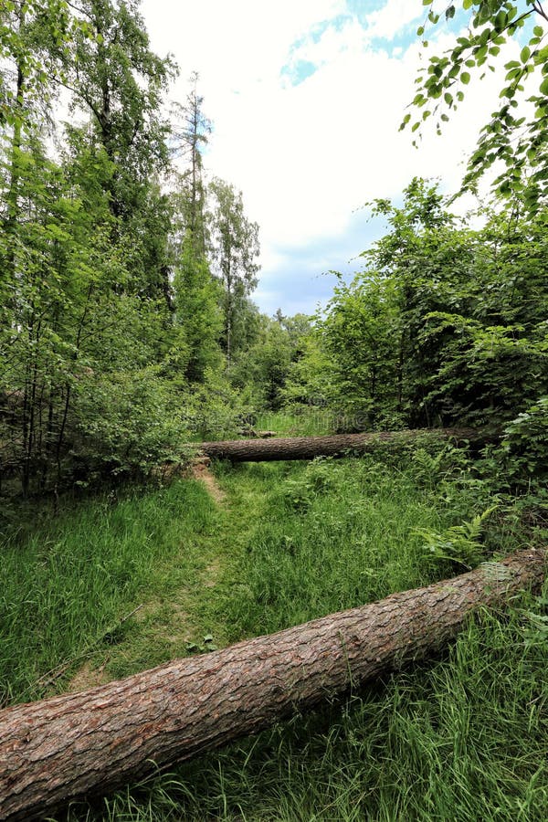 Fallen Trees Across the Forest Path Stock Image - Image of bush, green ...