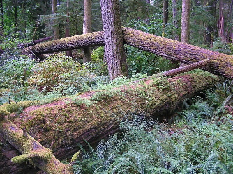 Fallen Trees in Ancient Forest Stock Image - Image of canada, moss ...