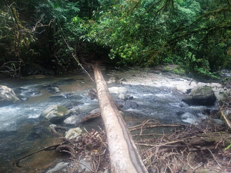 Fallen Trees As Natural Bridges Over River Stock Image - Image of ...