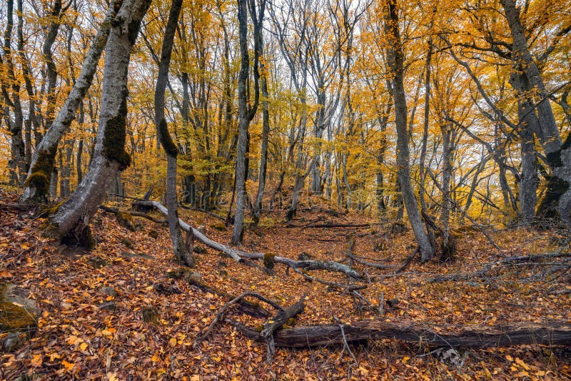 Fallen Trees in the Autumn Forest Stock Image - Image of deciduous ...