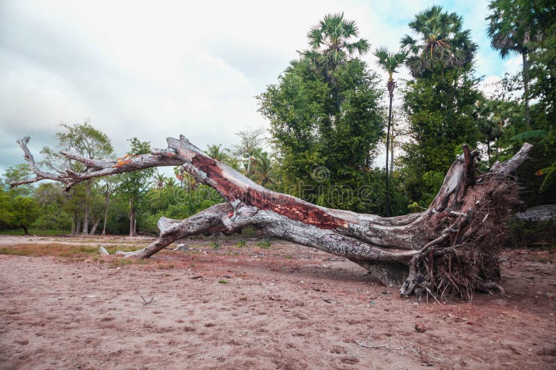 Fallen Trees on the Beach after a Storm Hit Stock Photo - Image of ...