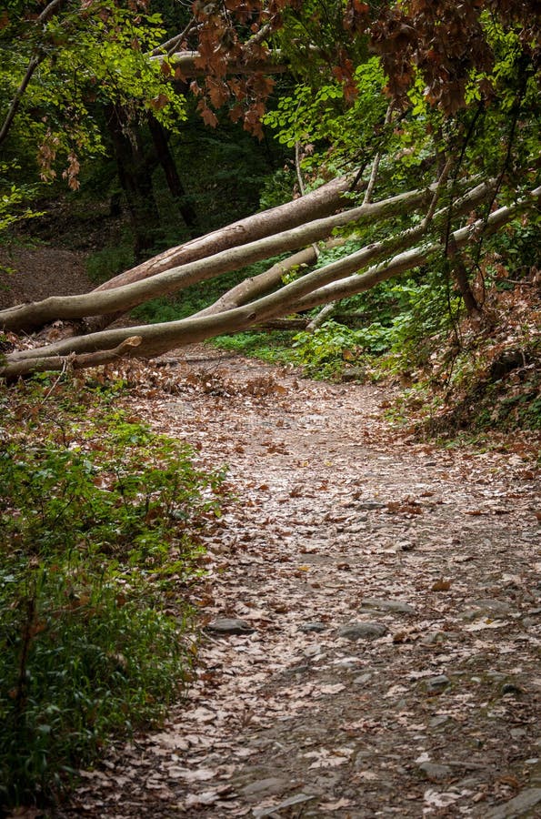 Fallen Trees Block the Path in the Mountain Forest Stock Photo - Image ...