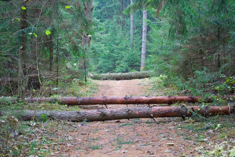 Fallen Trees Blocking the Road Stock Photo - Image of road, horizontal ...