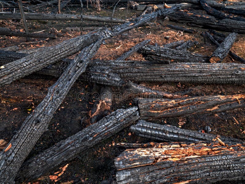 Fallen Trees and Burnt Out into Coals after a Fire in the Fores Stock ...