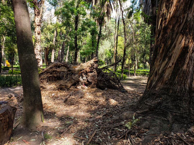 Fallen trees in city parks stock image. Image of outdoors - 194299755
