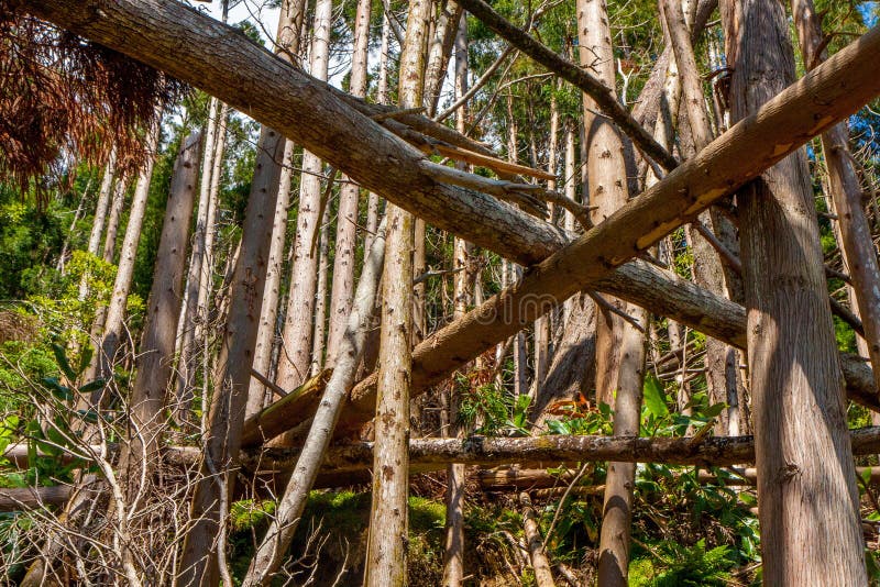 Fallen Trees in Coniferous Forest Stock Image - Image of trunk ...