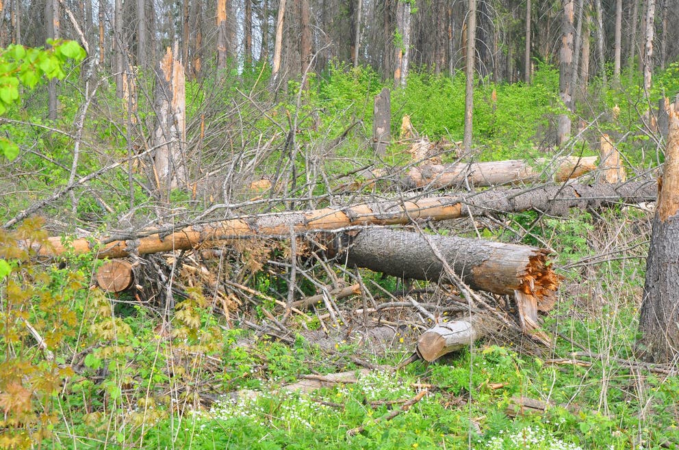 Fallen Trees in a Coniferous Forest Stock Photo - Image of trunk ...
