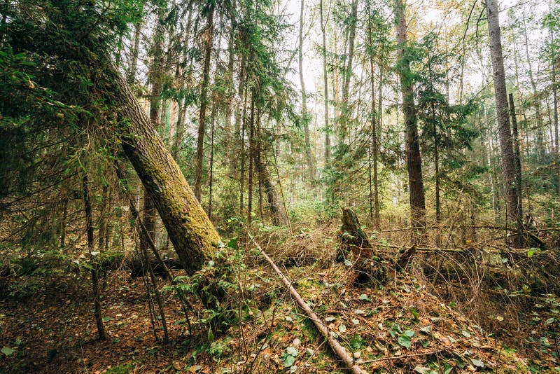 Fallen Trees in Coniferous Forest Reserve Stock Photo - Image of green ...