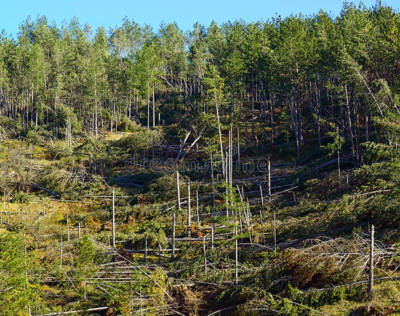 Fallen Trees in Coniferous Forest after Strong Hurricane Wind Stock ...
