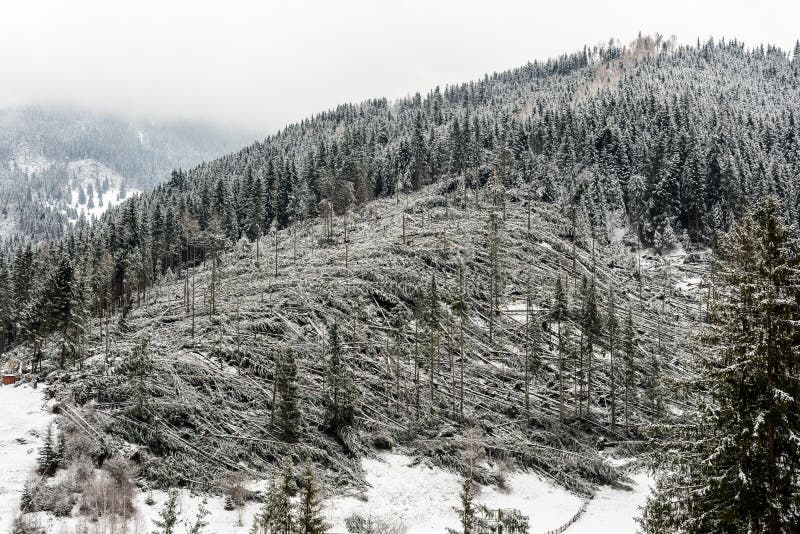 Windfall in Forest, Storm Damage. Stock Image - Image of hurricane ...