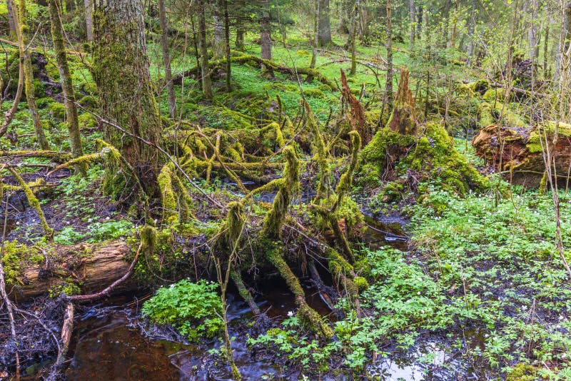 Fallen Trees Covered with Moss in an Swamp at a Old Growth Forest Stock ...