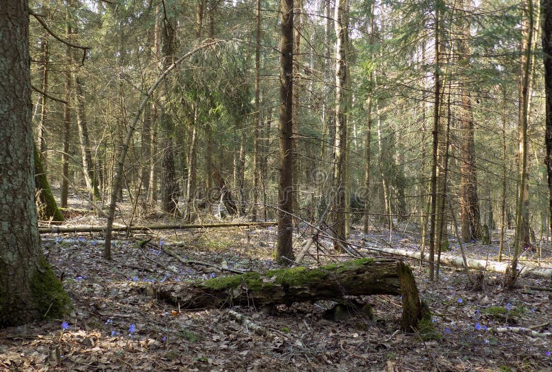Impenetrable Wild Forest with Trunks of Fallen Trees Stock Photo ...