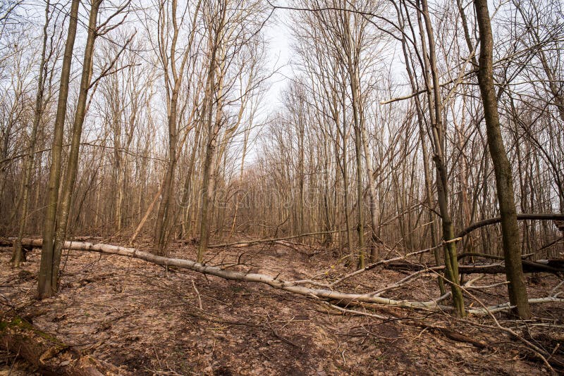 Fallen Trees Creating a Path through a Desolate Forest Landscape Stock ...