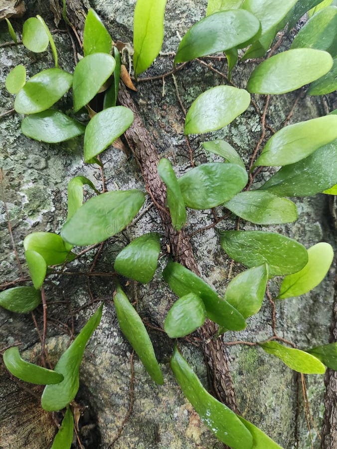 Fallen Trees, Creeping Plants, Green, Front Garden of the House Stock ...