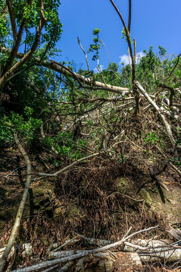 Fallen Trees and Destroyed Forestry after a Cyclone Stock Image - Image ...