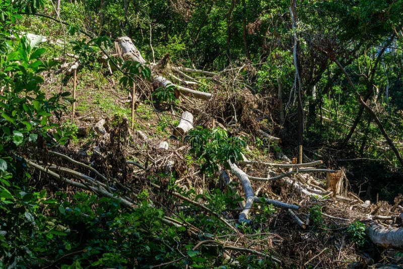 Fallen Trees and Destroyed Forestry after a Cyclone Stock Image - Image ...