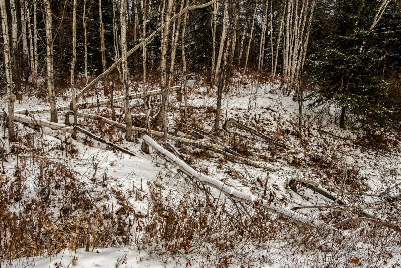 Fallen Trees Done by Beaver Stock Image - Image of trunk, plant: 266709819