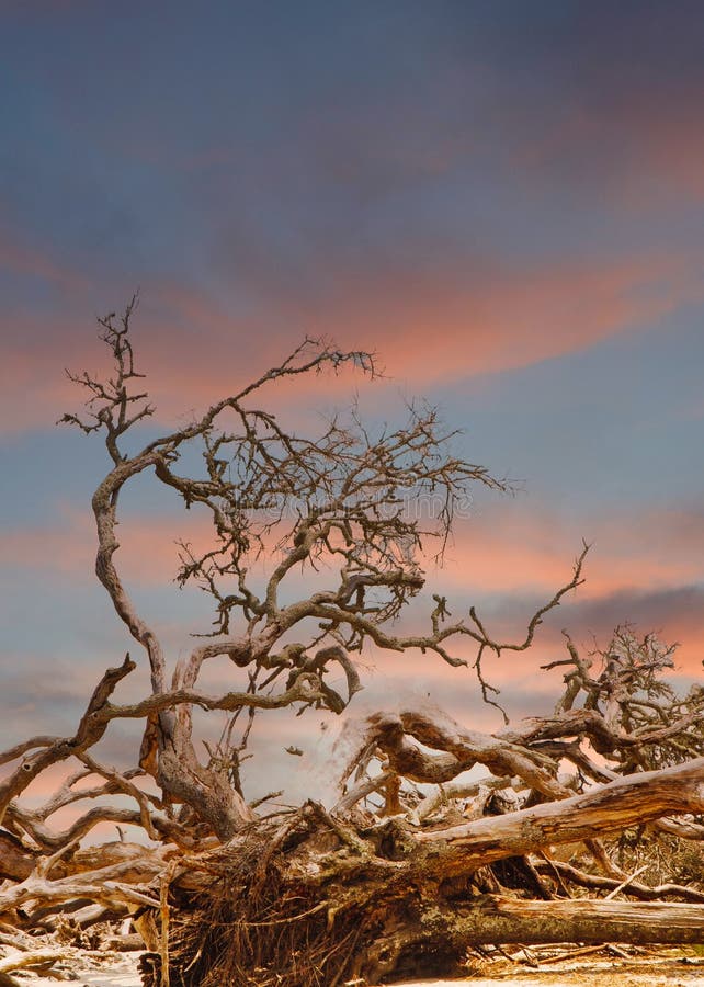 Fallen Trees on Driftwood Beach at Dusk Stock Photo - Image of wooden ...