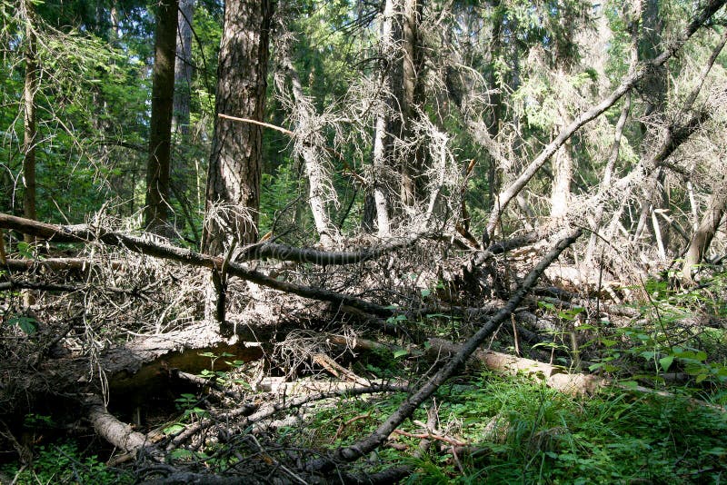 Fallen trees stock photo. Image of landscape, fall, wood - 57607782