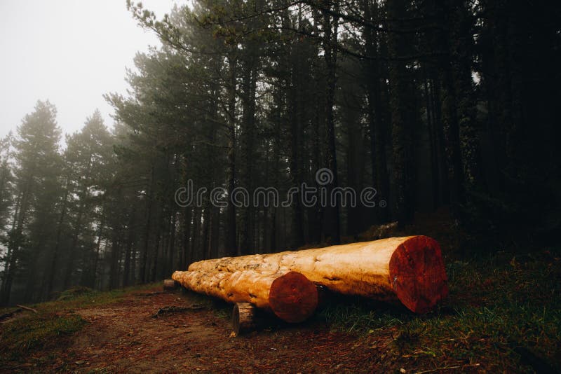 Fallen Trees in the Forest Background Stock Image - Image of outdoors ...