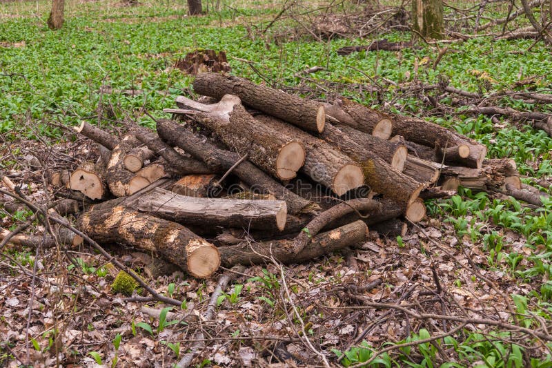 Fallen Trees in the Forest are Cut Down for Logging Stock Image - Image ...