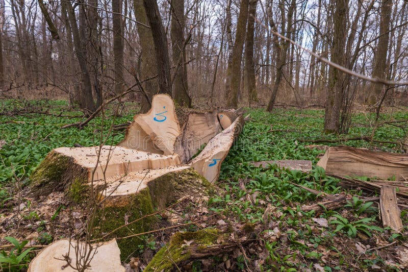 Fallen Trees in the Forest are Cut Down for Logging Stock Illustration ...