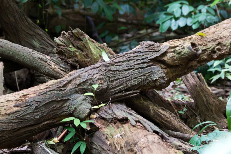 Fallen trees in the forest stock image. Image of dead - 60277311